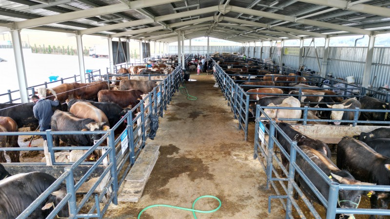 CANLI HAYVAN PAZARI ALICI İLE SATICIYI MODERN BİR ORTAMDA BULUŞTURUYOR ...