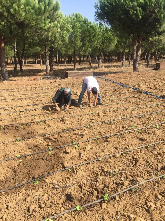 TÜRAM’DA KIŞLIK FİDE EKİMİ BAŞLADI | silivri.bel.tr