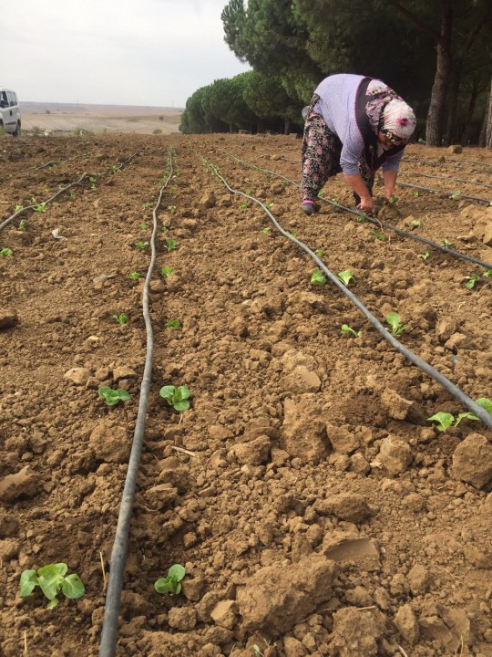 TÜRAM’DA KIŞLIK FİDE EKİMİ BAŞLADI | silivri.bel.tr