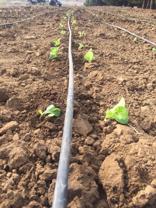 TÜRAM’DA KIŞLIK FİDE EKİMİ BAŞLADI | silivri.bel.tr